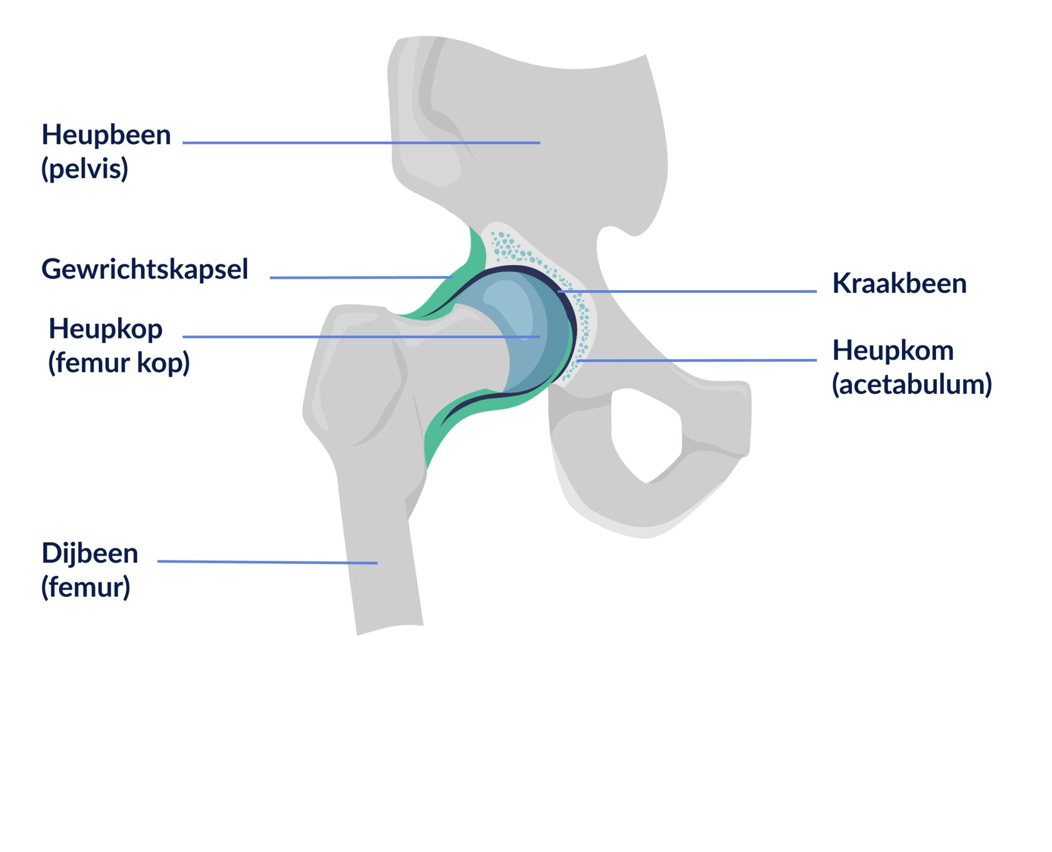 Anatomie, artrose en totale heupvervangingsoperatie – Support ...